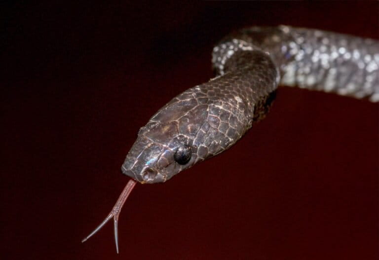Ular Cecak Sulawesi, Jenis Endemik yang Misterius