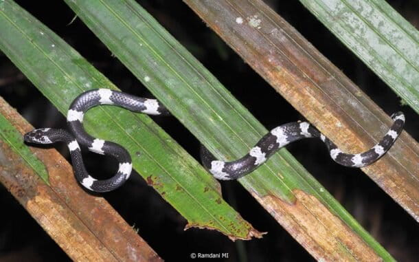 Ular Cecak Sulawesi, Jenis Endemik yang Misterius