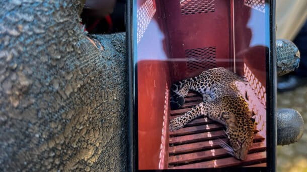 macan tutul jawa masuk hotel di bandung