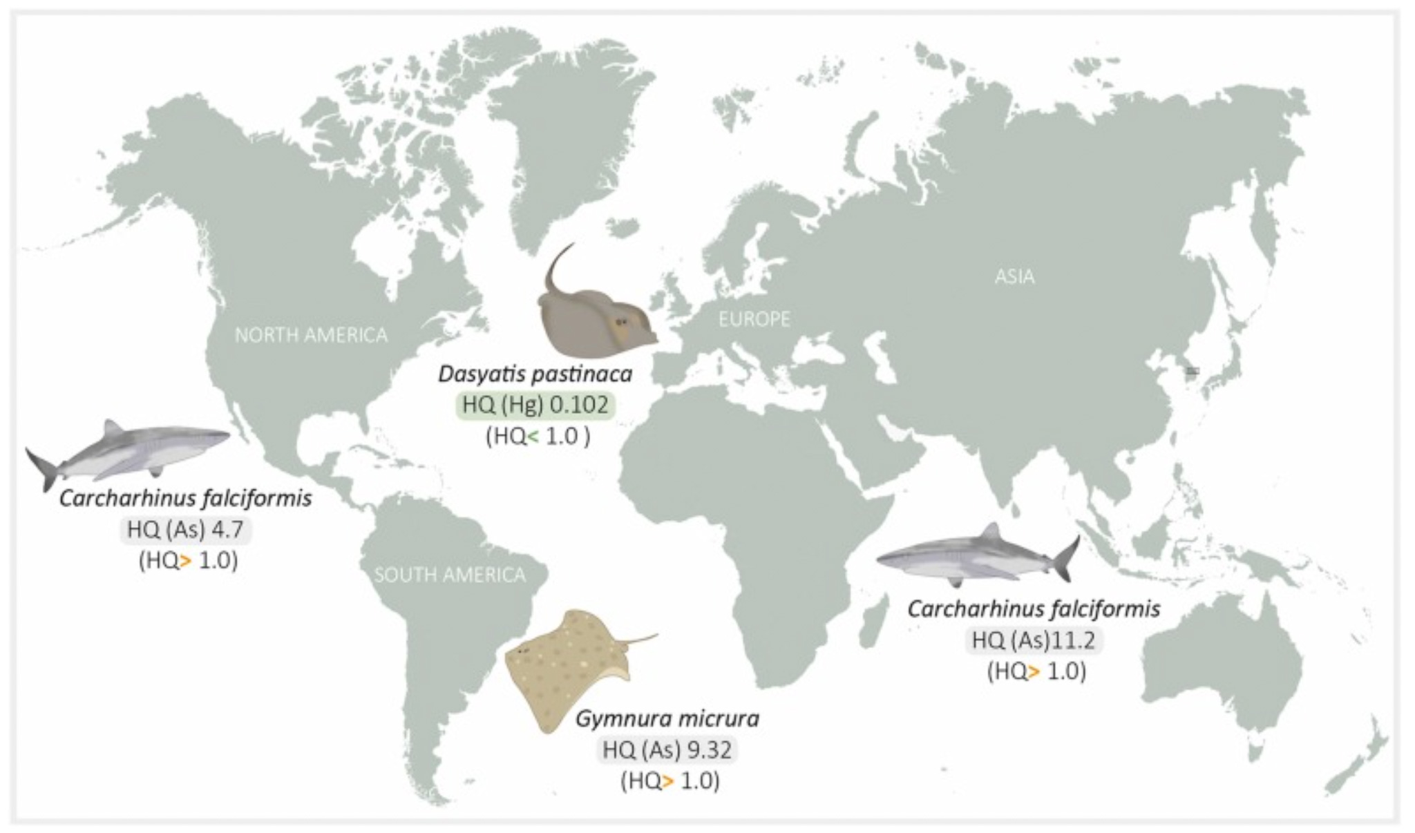 Seberapa Bahaya Daging Hiu bagi Manusia?