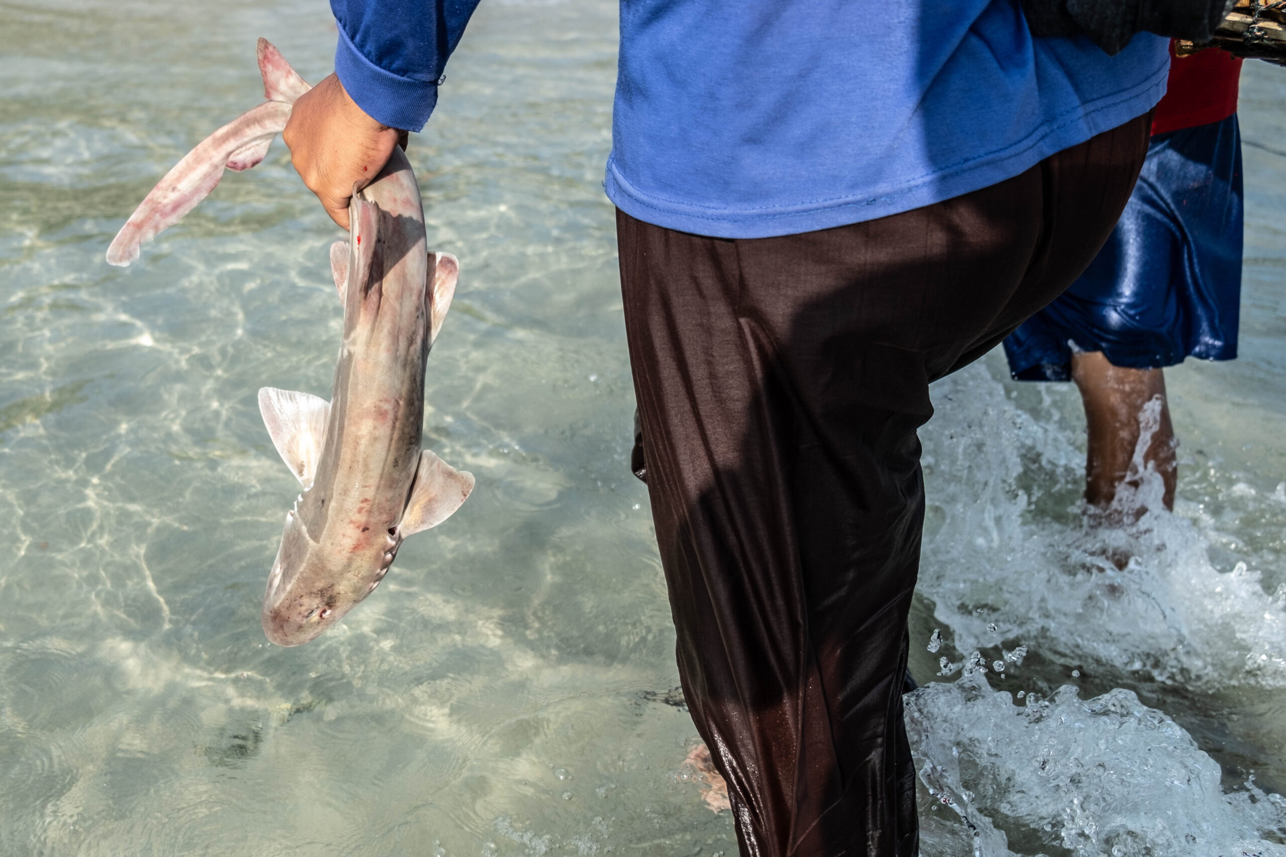 Seberapa Bahaya Daging Hiu bagi Manusia?