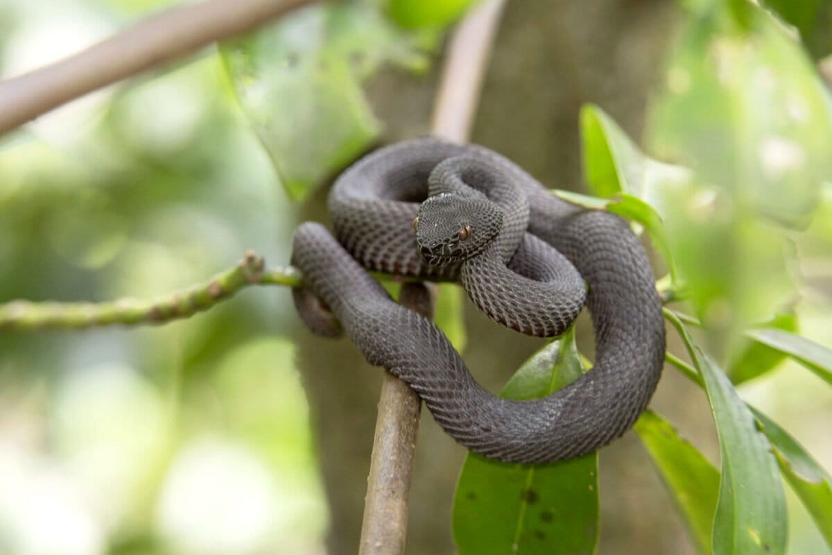 Apakah Ular Viper Bakau Berbahaya?
