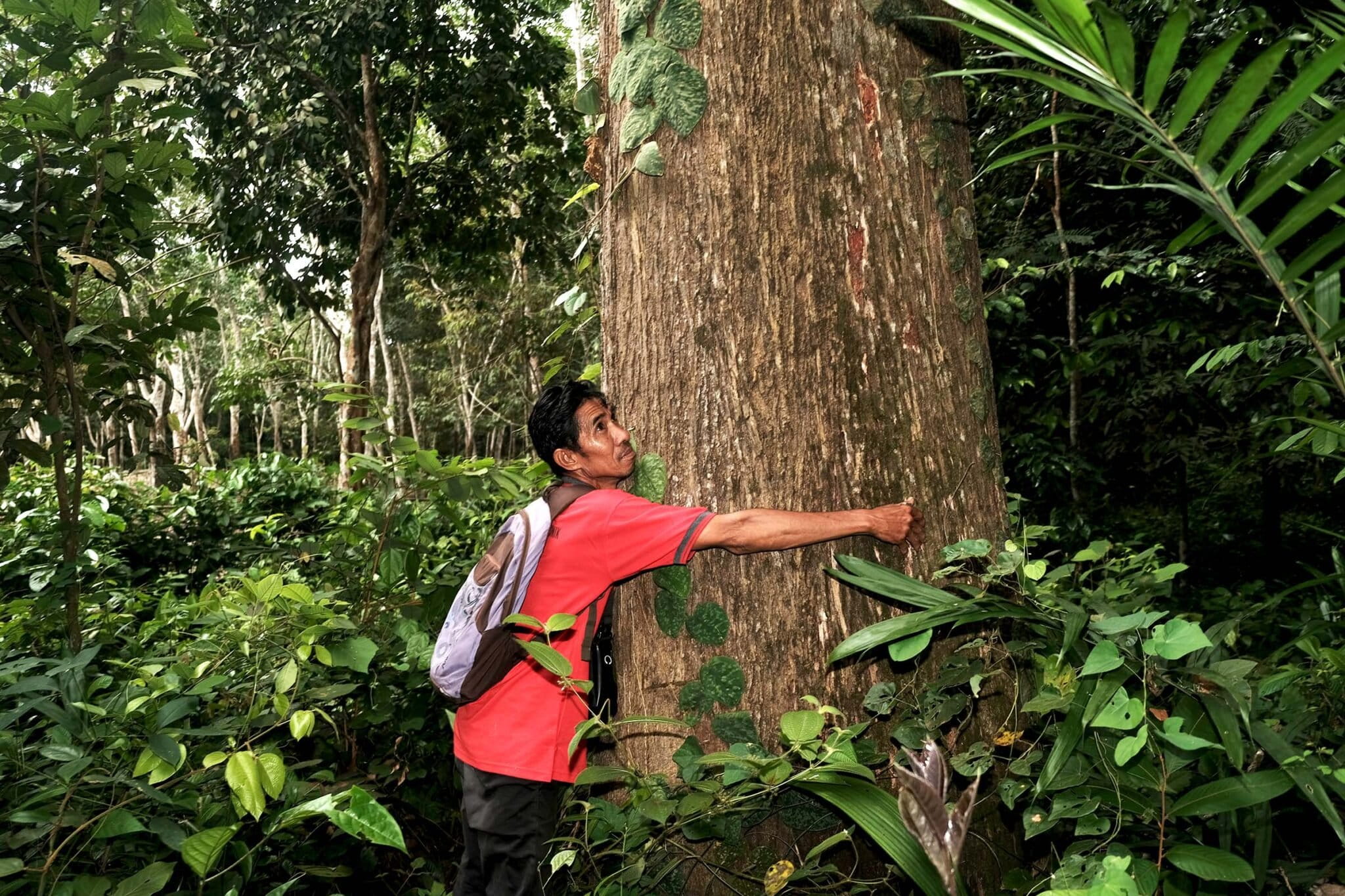 Pohon-pohon Langka Indonesia, Bagaimana Nasibnya?
