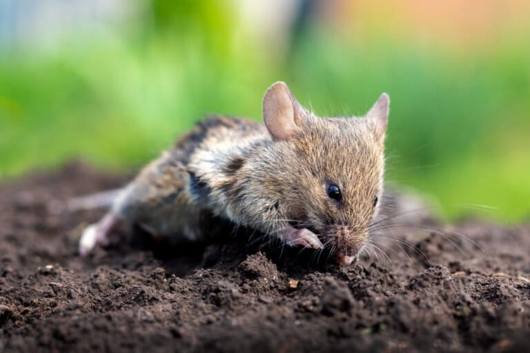 Mengenal Tikus Ekor Putih dan Fakta Uniknya