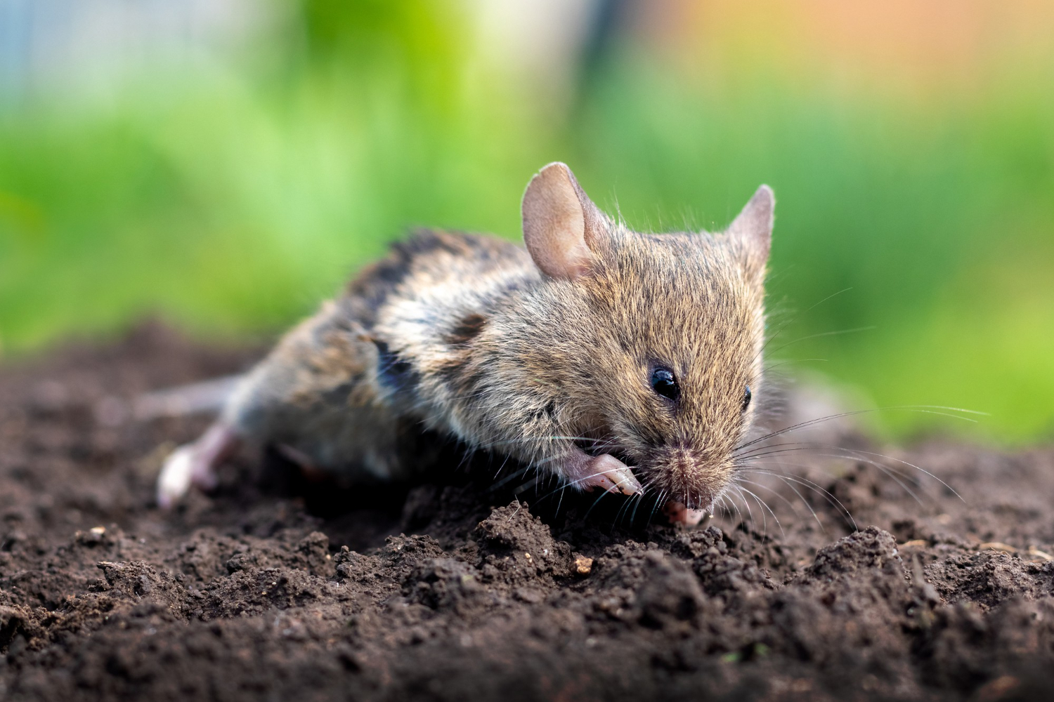 Mengenal Tikus Ekor Putih dan Fakta Uniknya