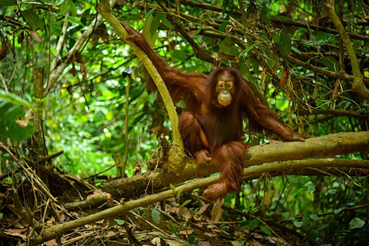 Kisah Popi, Orangutan Kalimantan yang Kembali ke Alam Liar
