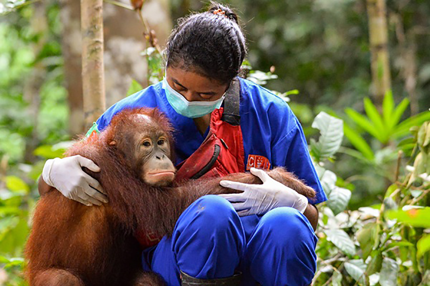 Kisah Popi, Orangutan Kalimantan yang Kembali ke Alam Liar