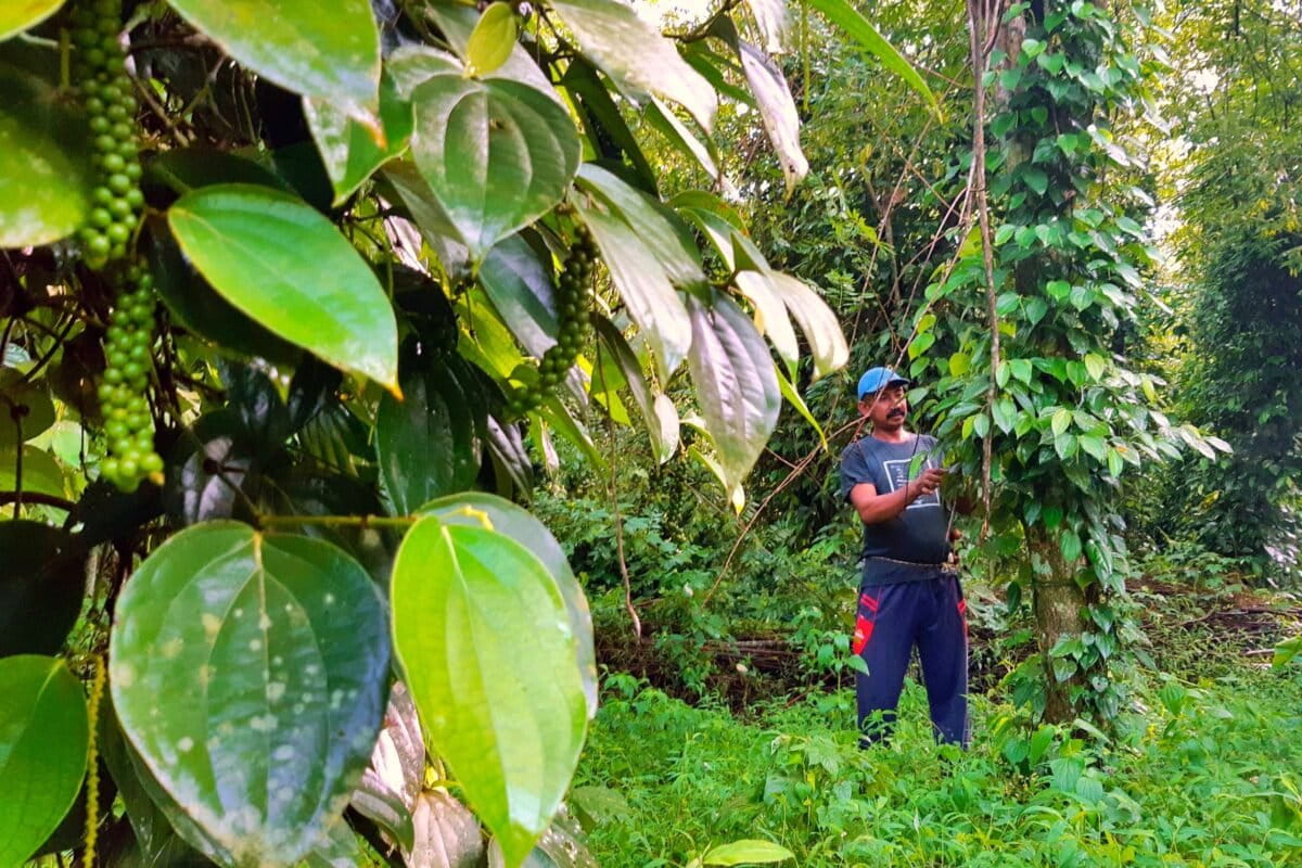 Mencermati Penyelamatan Tesso Nilo Setelah Tergerus 85%