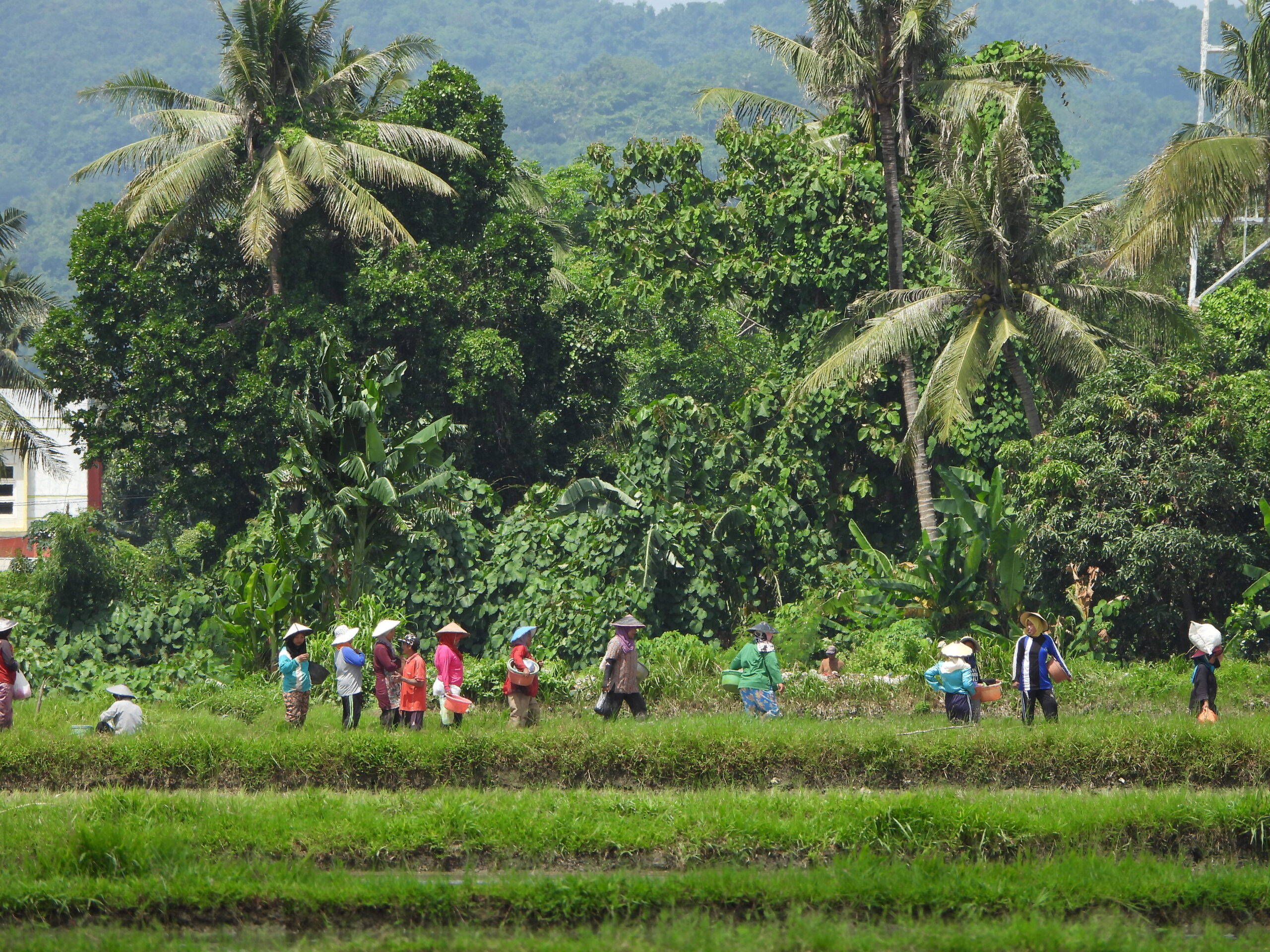 Beragam Ancaman, Bagaimana Upaya Konservasi Babi Kutil Bawean?