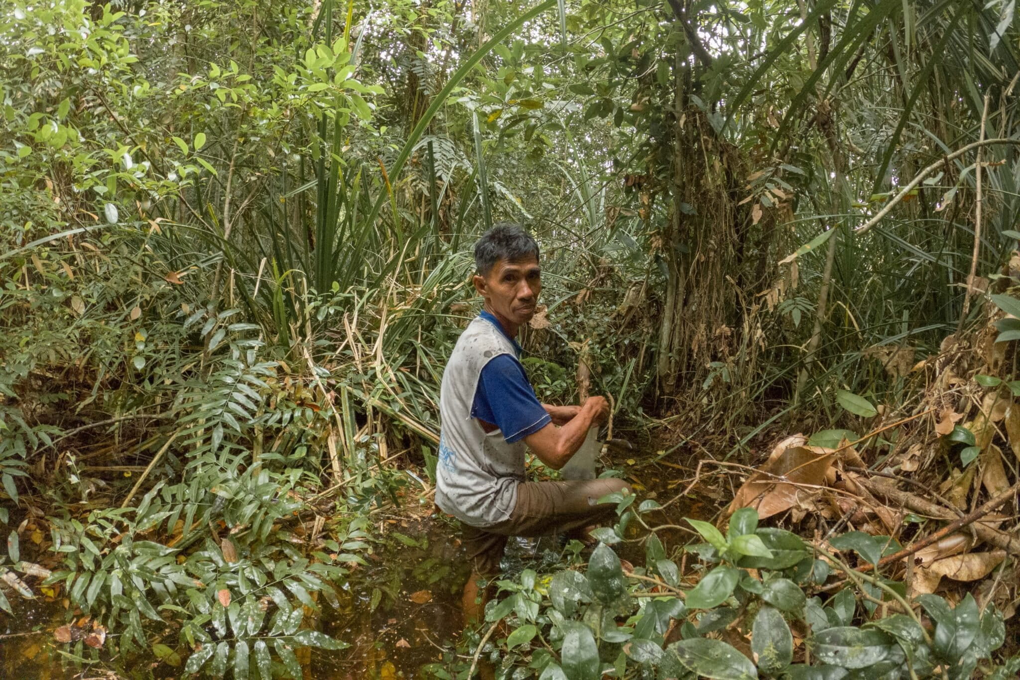 Keli Ako, Ikan Penghuni Akar Pohon di Lahan Basah Sungai Musi