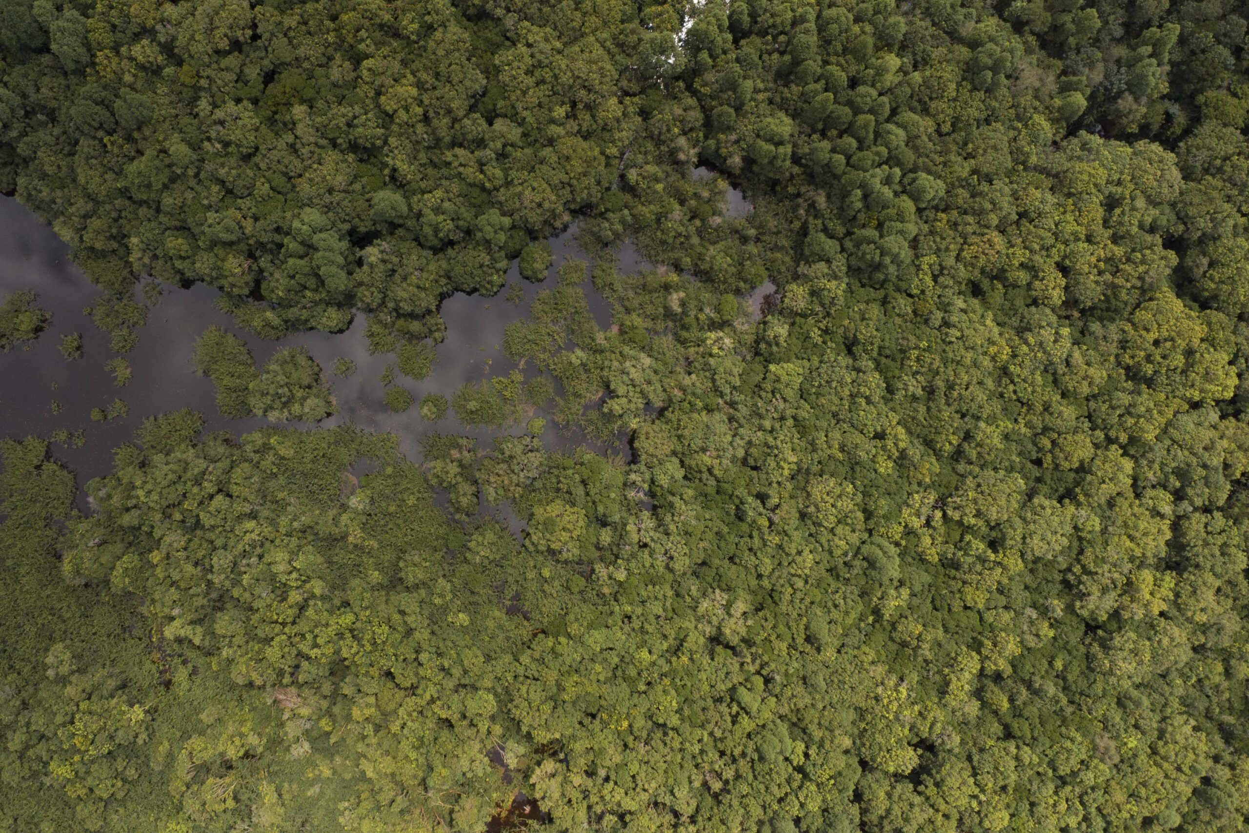 Keli Ako, Ikan Penghuni Akar Pohon di Lahan Basah Sungai Musi