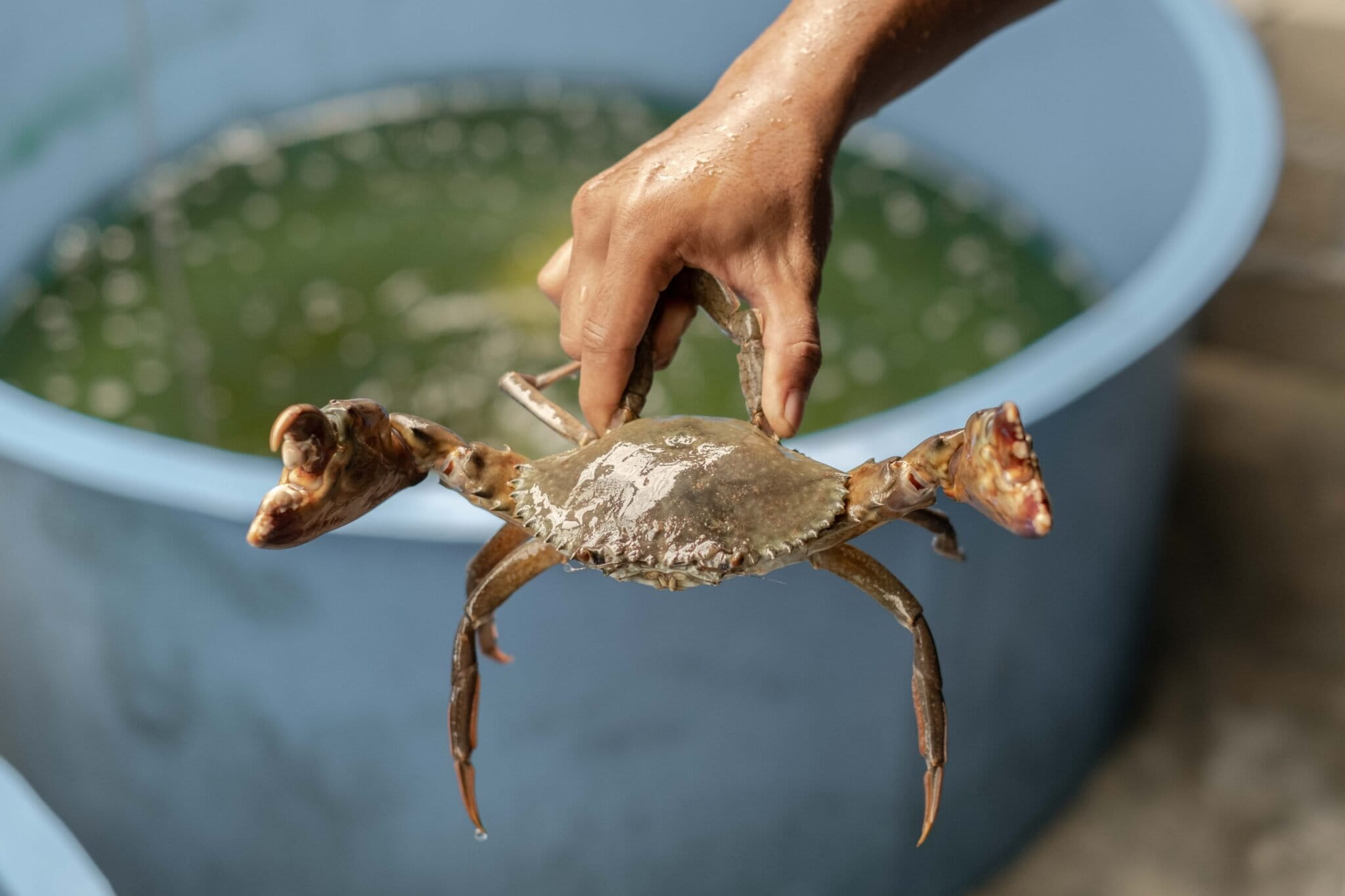 Jejak Kucing Kuwuk di Hutan Tersisa Pulau Jawa