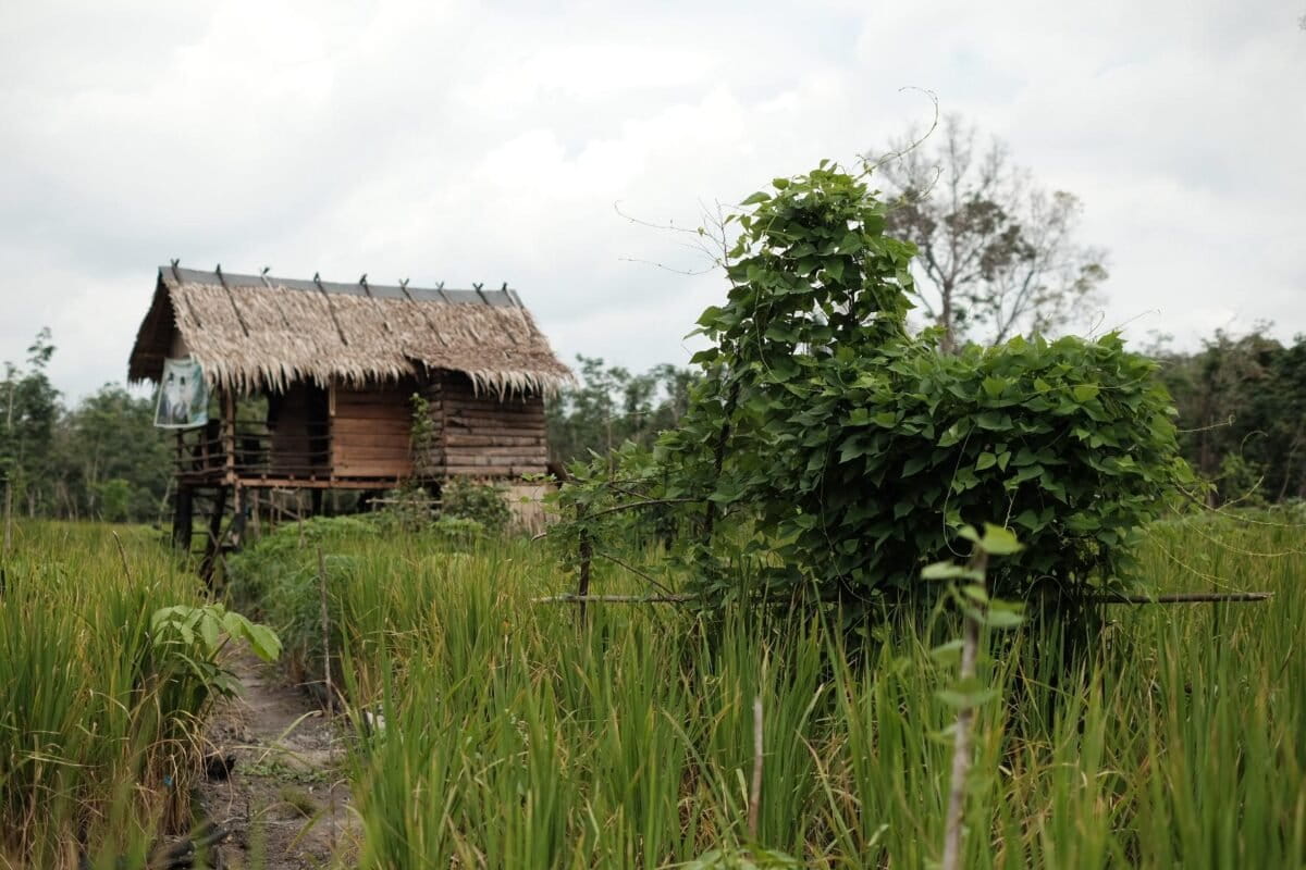 Bukan Hanya Pangan, Padi Identitas Masyarakat Tempirai