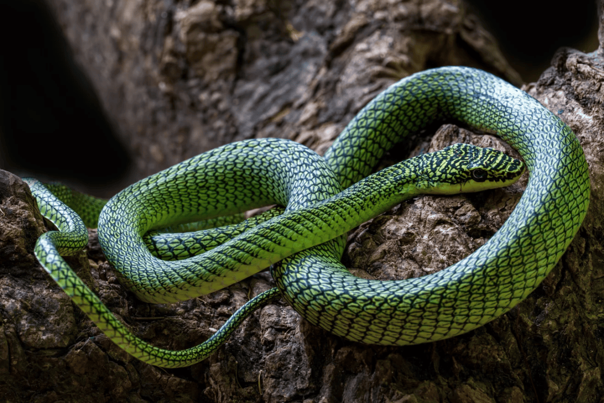 Spesies Baru: Ular Biru Pirus dan Ular Terbang Ditemukan Tersembunyi di ...
