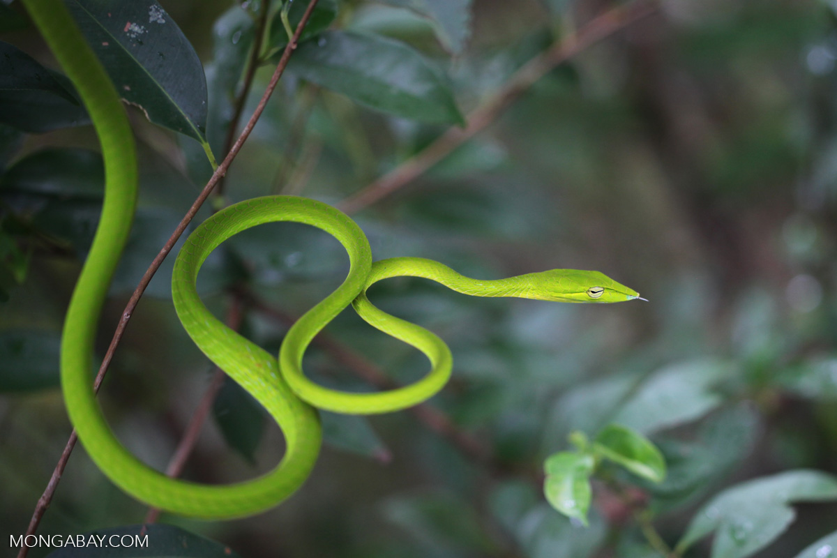 Ular mulai Hilang dari Hutan? Mungkin ini Tanda Bahaya yang Sering ...