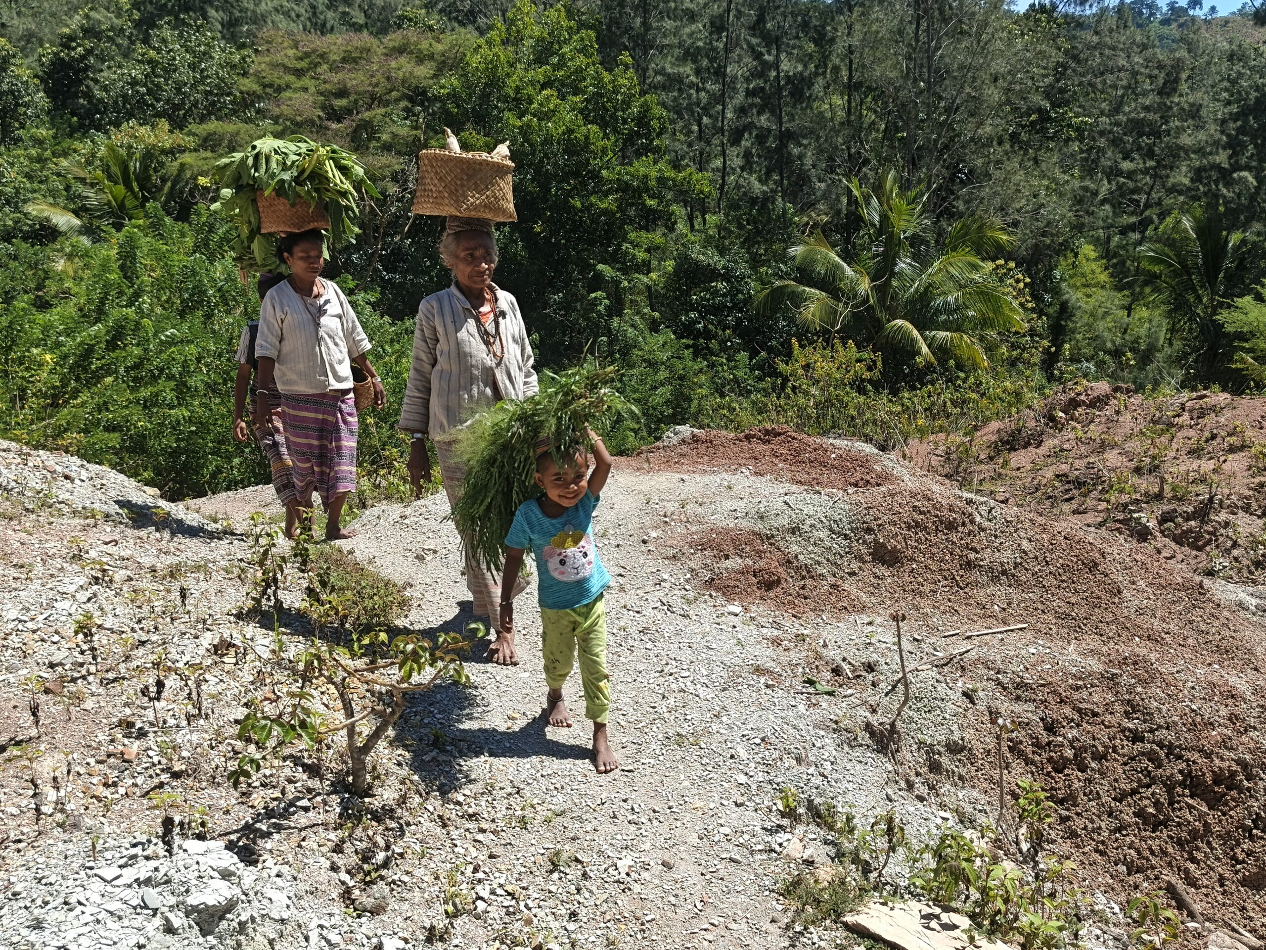 Kearifan Masyarakat Adat Boti Berdaulat Pangan Sekaligus Jaga Hutan