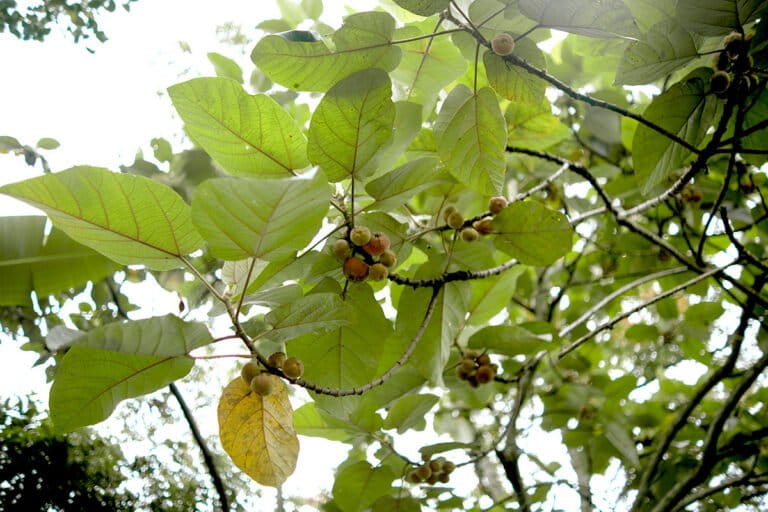 Menjaga Semantung untuk Kelestarian Siamang di Bukit Lumut Balai