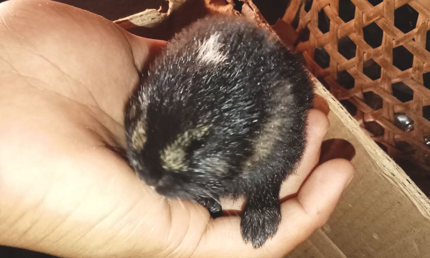 Minim Penelitian, Kelinci Belang Sumatera Antara Ada dan Tiada