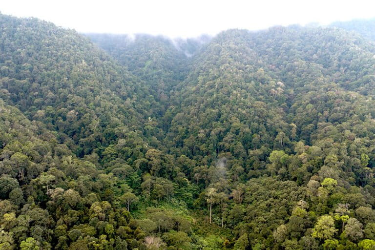El Nino Godzilla, Energi Bersih, dan Keresahan Masyarakat Semende