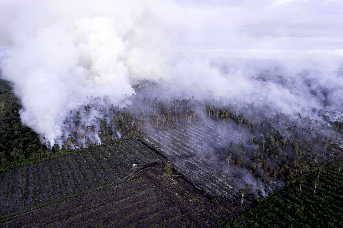 Hutan Gambut Rawa Tripa Terbakar Lagi